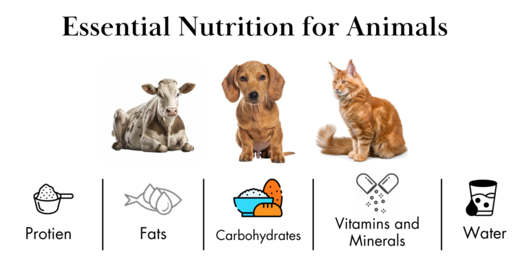 Veterinary Nutrition: A Key to Your Pet’s Health and Well-being